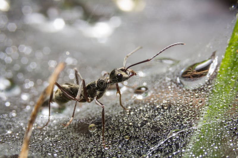 Ant on Nature Leaves As Background Stock Photo - Image of natural ...