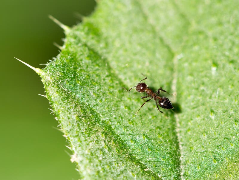Ant in nature. macro stock photo. Image of brown, colony - 100520666