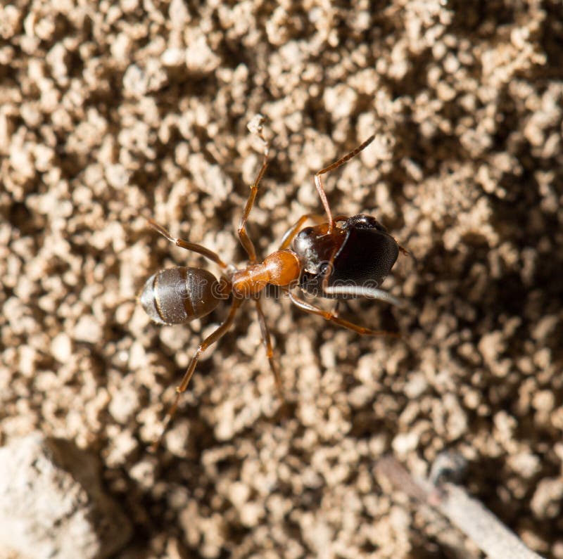 Ant in nature. macro . stock photo. Image of together - 100523304