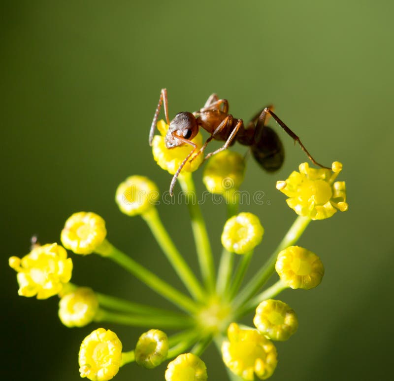 Ant in nature. macro stock photo. Image of insect, closeup - 100547628