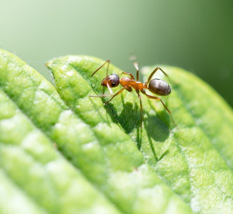 Ant in nature. macro stock photo. Image of green, forest - 100550078