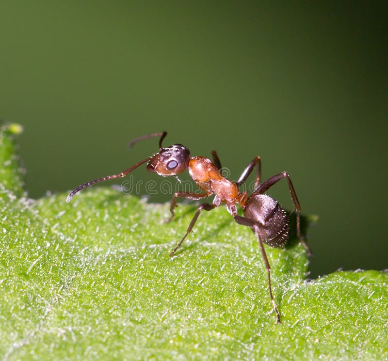 Ant in nature. macro stock photo. Image of south, black - 102688260