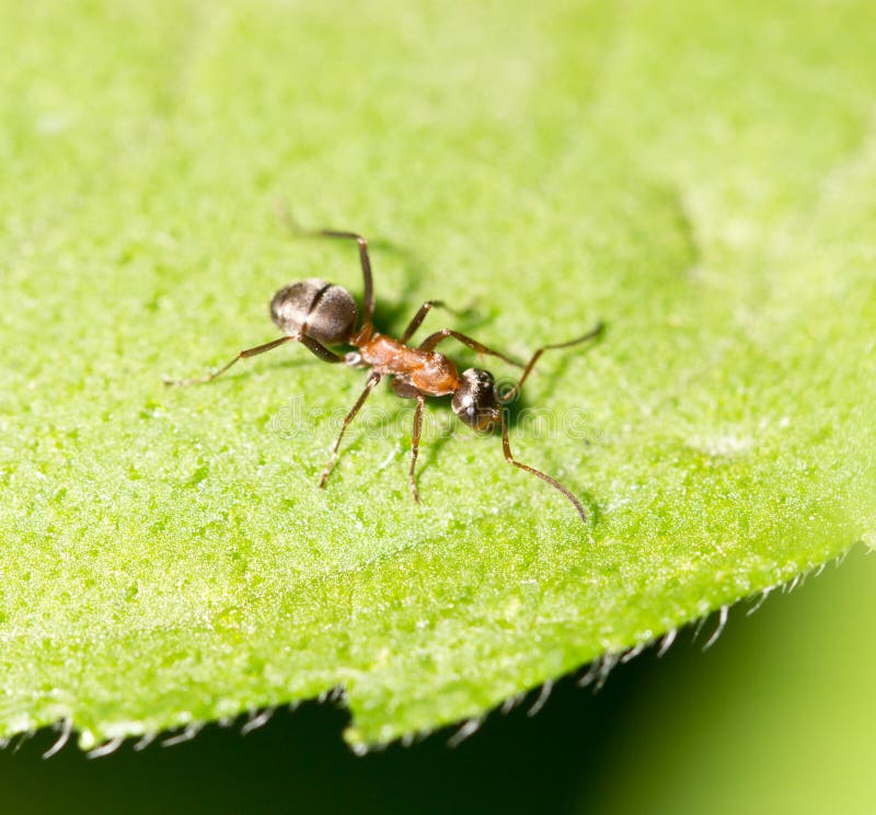 Ant in nature. macro stock photo. Image of macro, animal - 102688562