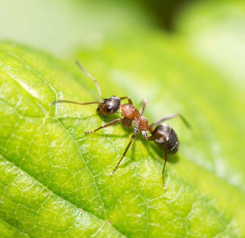 Ant in nature. macro stock image. Image of plant, close - 103341859