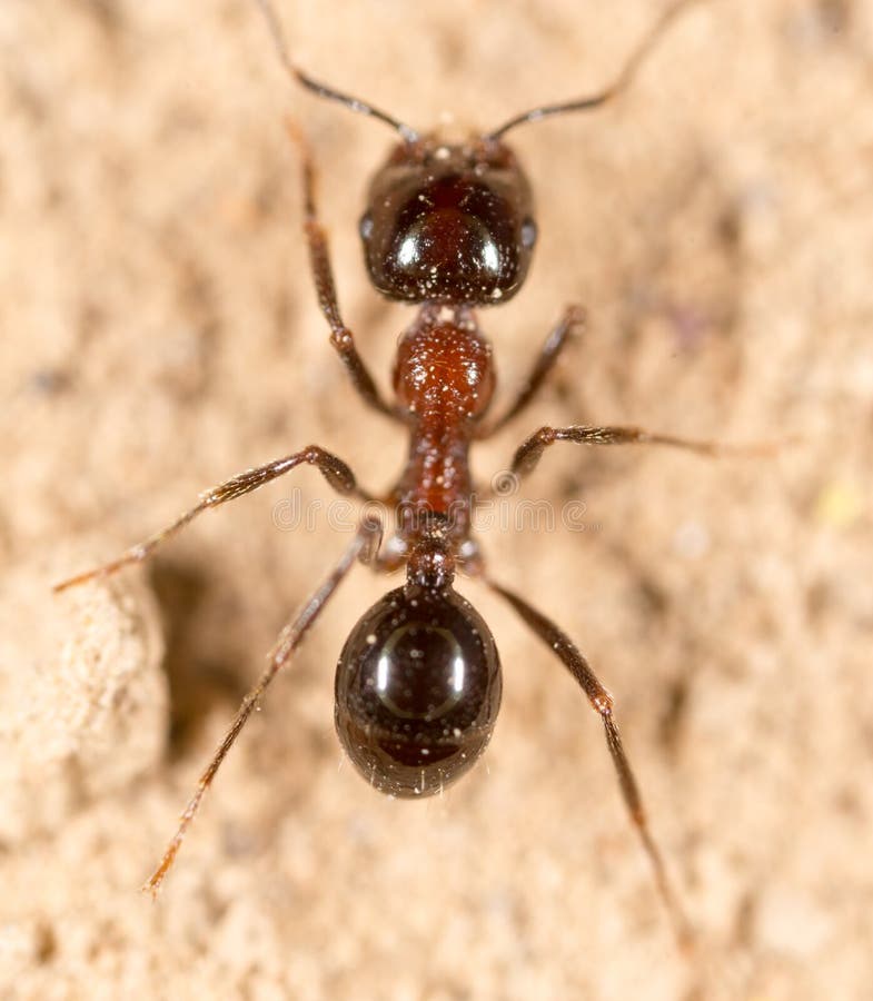 Ant in nature. macro stock image. Image of nature, closeup - 112104097