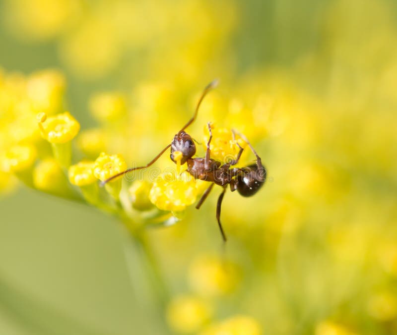 Ant in nature. macro stock photo. Image of rain, colony - 100547484