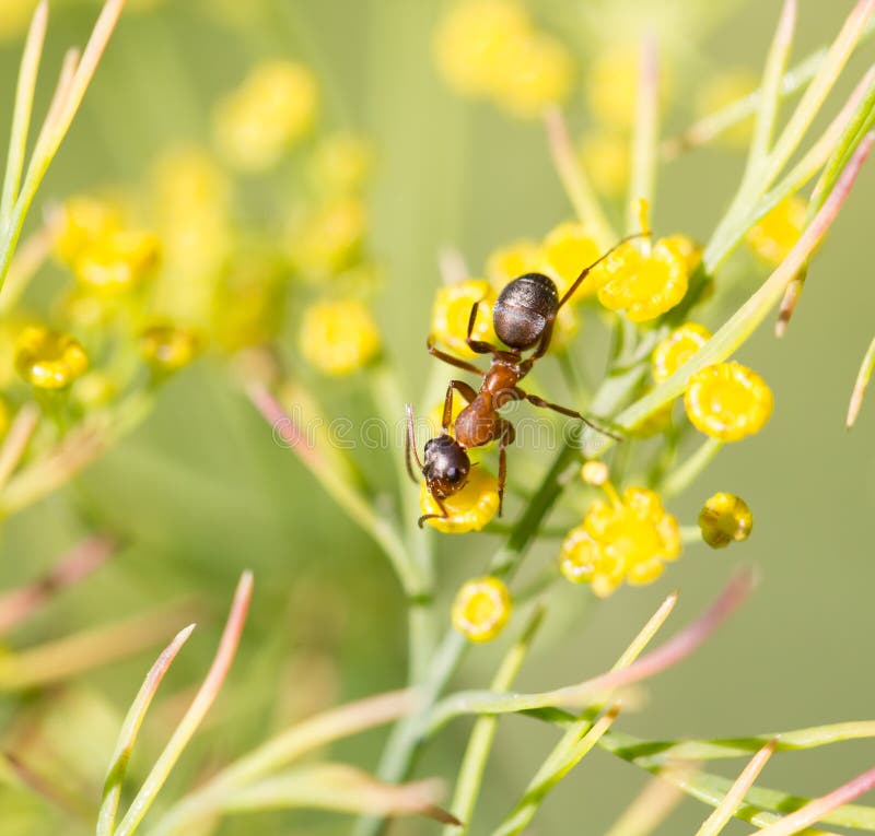 Ant in nature. macro stock photo. Image of closeup, eyes - 100547530