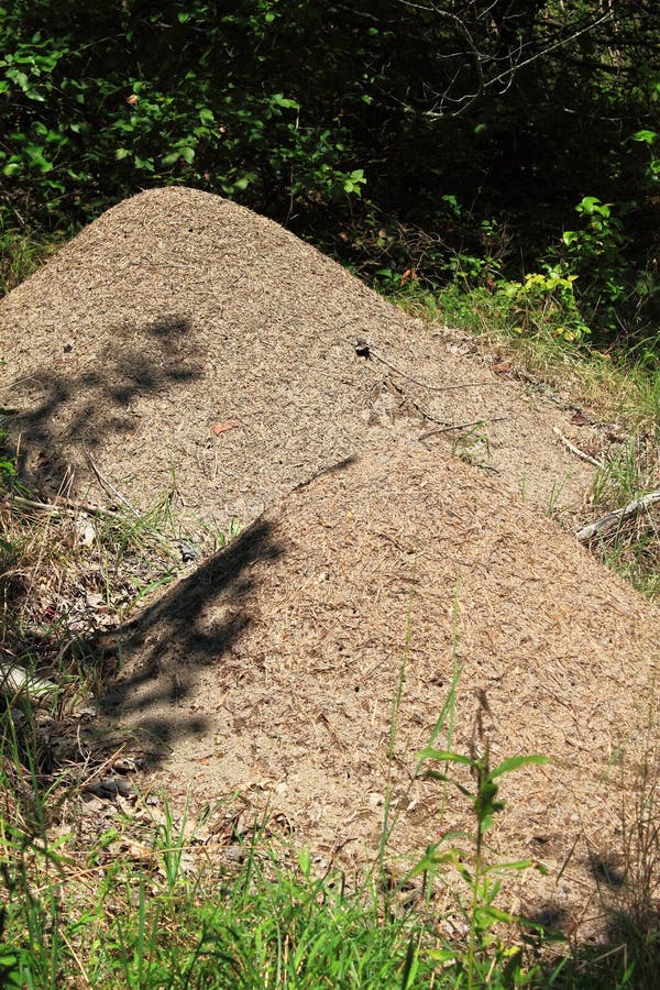 Ant Nest stock photo. Image of insect, forest, conservation - 20806482