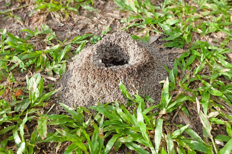 5,344 Ant Nest Photos - Free & Royalty-Free Stock Photos from Dreamstime