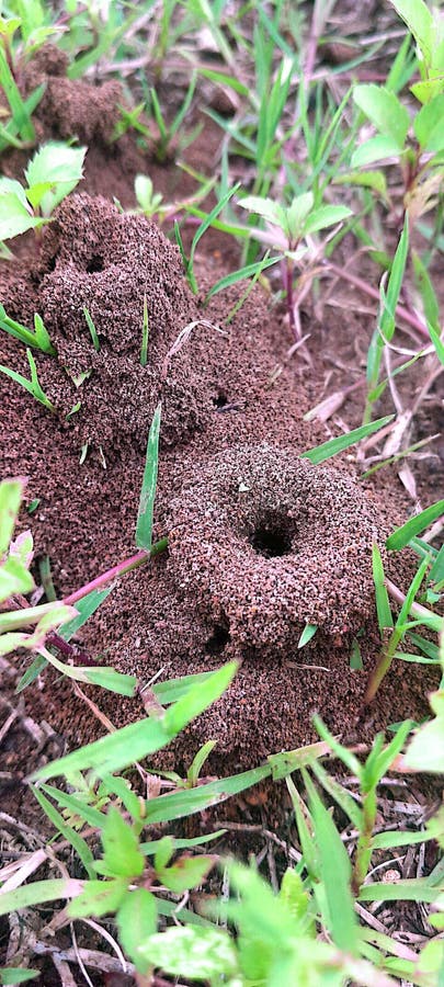 Ant nest in the ground stock photo. Image of nest, hole - 357898190