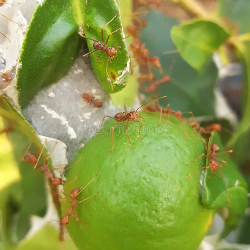 Ant nest stock photo. Image of fresh, lemon, green, nest - 79654044
