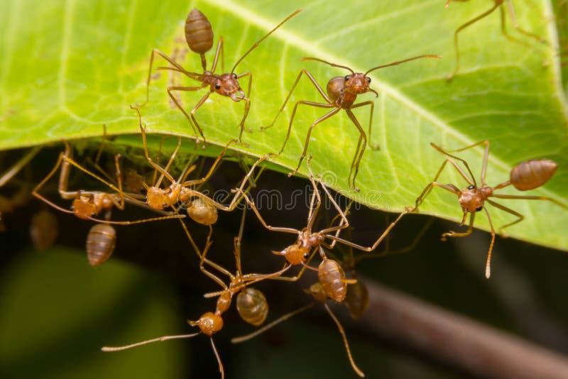 Ant nesting stock photo. Image of cool, drops, clean - 55506326