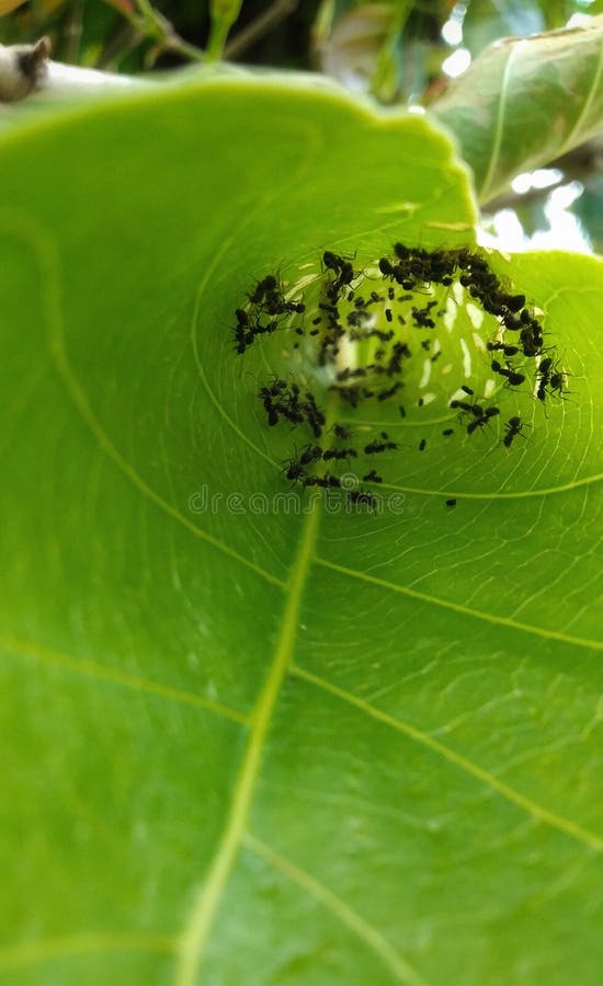 Ant Nests and Their Eggs in the Process of Sealing the Jackfruit Tree ...