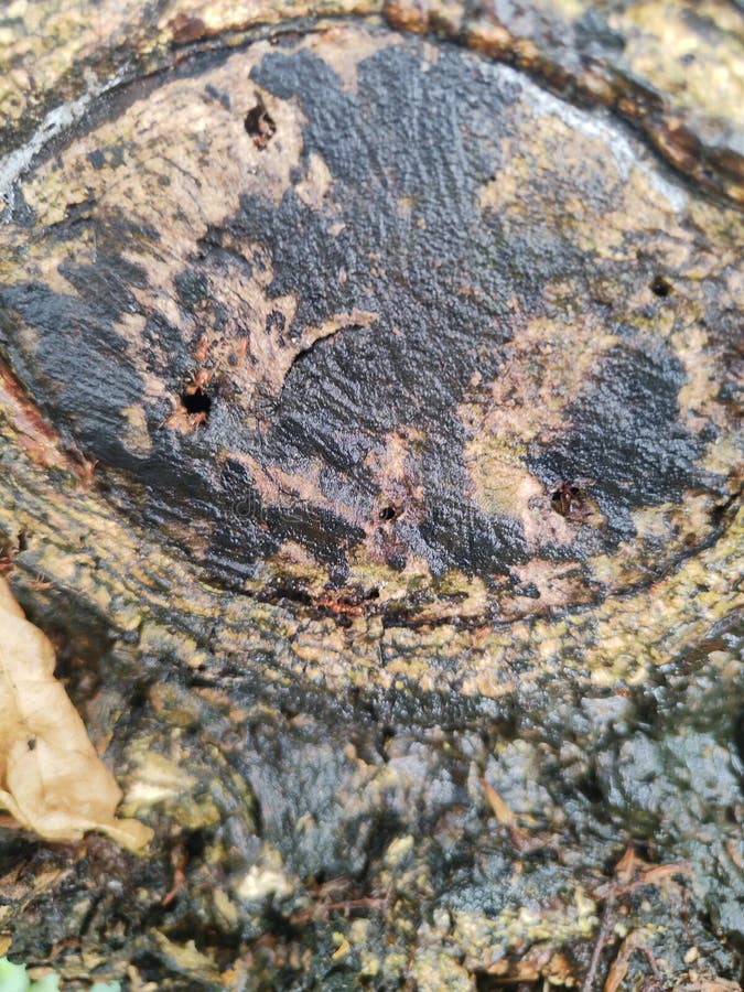 Ant nests in tree trunks stock image. Image of nests - 262278415