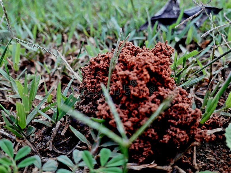 Ant fur stock photo. Image of green, palace, grass, soil - 134342144