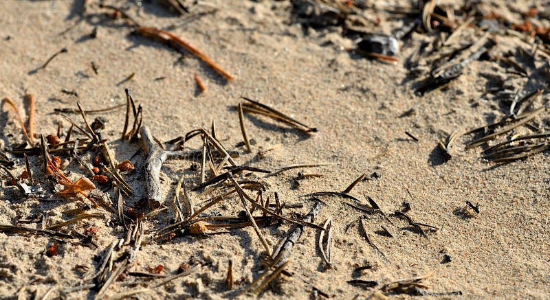 Ant on path stock photo. Image of needles, trace, laborer - 304337772