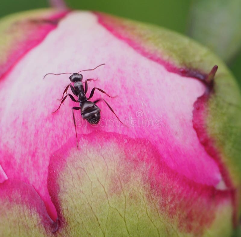 Ant on Peony Bud stock image. Image of colony, summer - 55624997