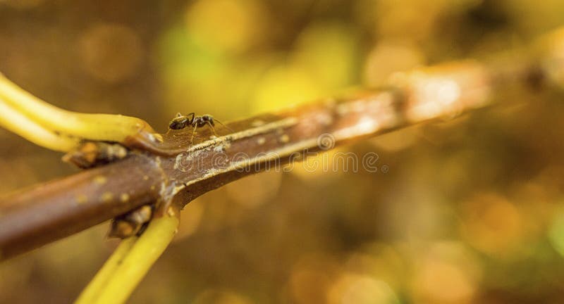 Ant on the plant stock photo. Image of insect, wildlife - 162995674