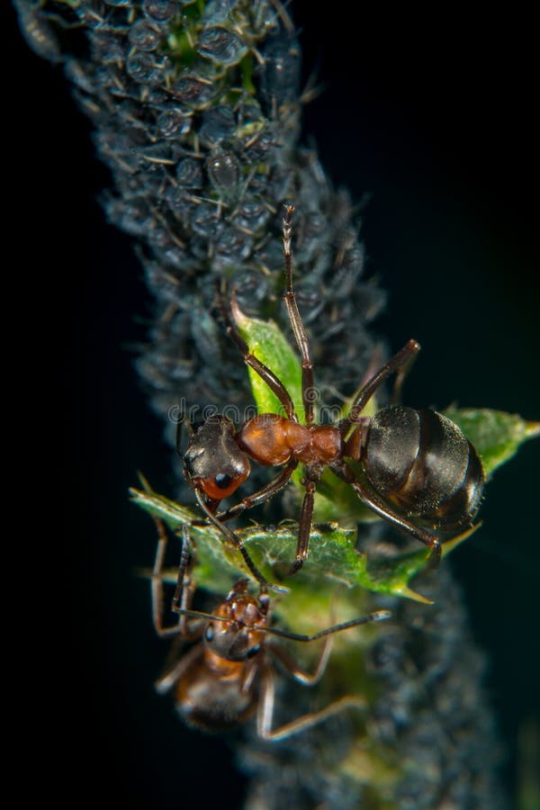 Ant and plant lice stock image. Image of animals, bicolored - 97154745