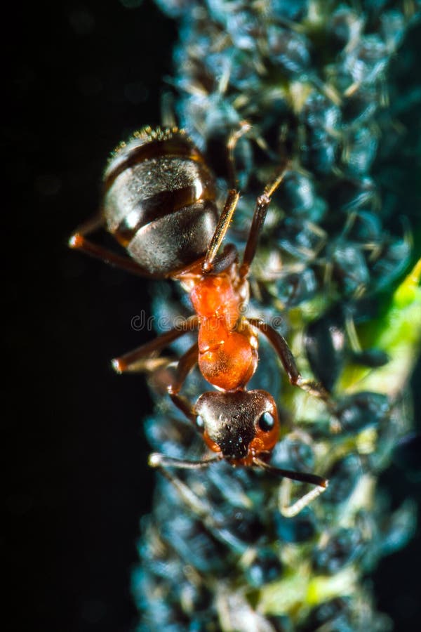 Ant and plant lice stock image. Image of asexual, detailed - 97154853