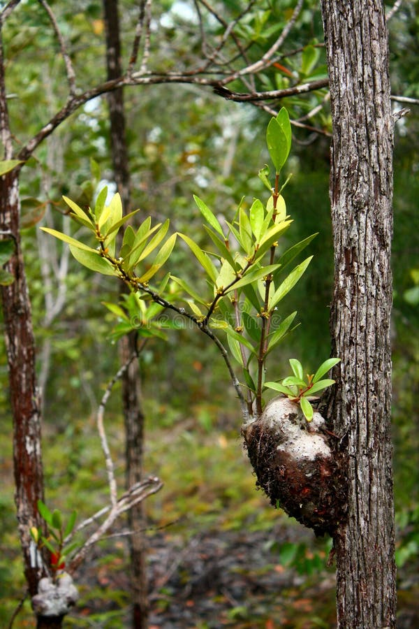 Ant plant; Myrmecophyte stock photo. Image of symbiosis - 18171698