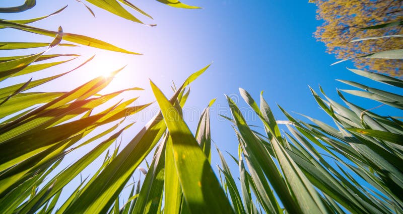 Ant Point of View View of Green Grass and Blue Sky with Sun Stock Photo ...