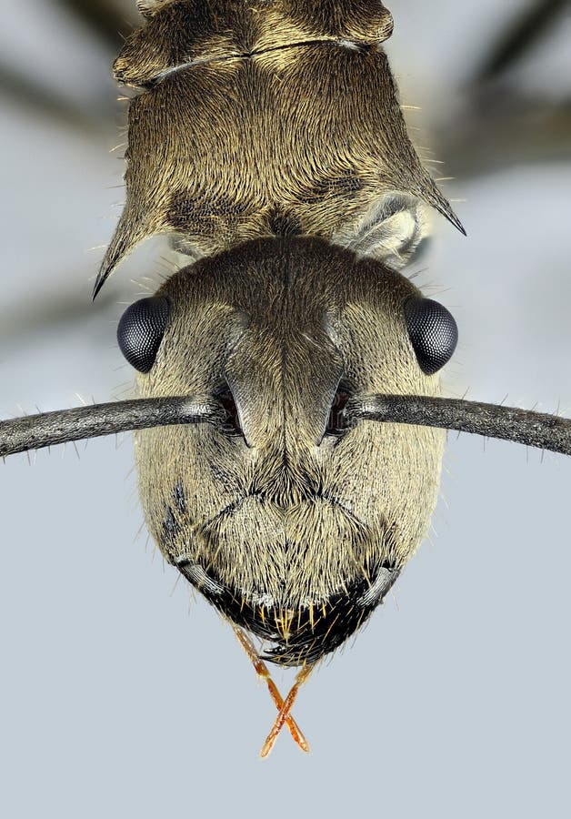 Ant Portrait stock photo. Image of entomology, fauna - 28823622