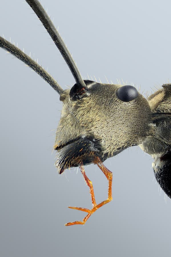 Ant Portrait stock image. Image of formicinae, front - 28825813