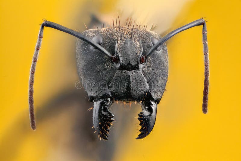 Ant Portrait Long Jaw Stock Photos - Free & Royalty-Free Stock Photos ...