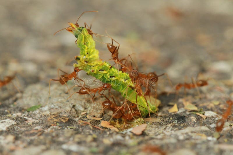 Ant power stock image. Image of postcard, power, powerful - 74841287