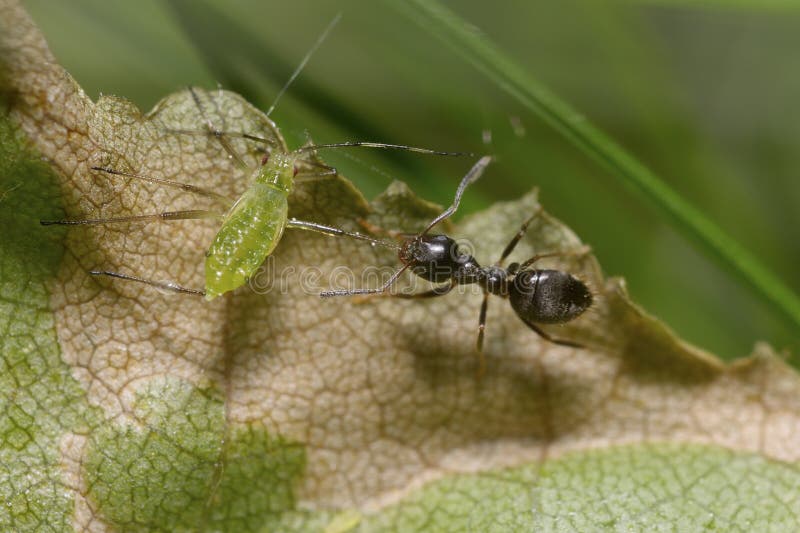 Ant Pulling Stock Photos - Free & Royalty-Free Stock Photos from Dreamstime