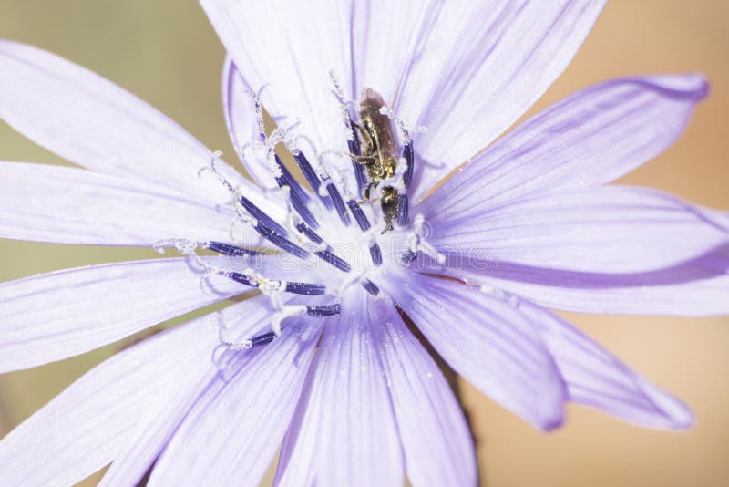 Ant on a Purple Chicory Flower Full of Details Stock Photo - Image of ...