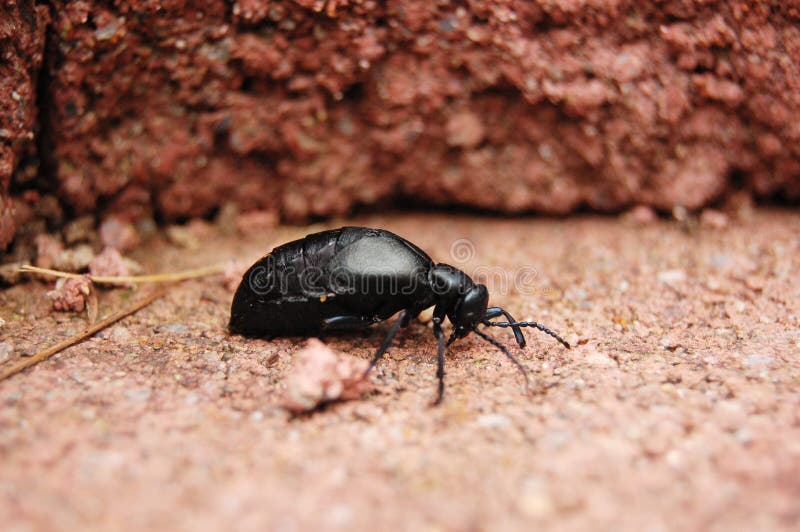 Ant Queen stock image. Image of outdoors, road, insect - 34456609