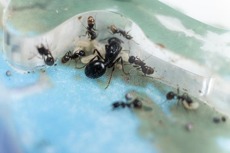 Ant Queen and Worker Ants Reaper, Ant Eggs in an Acrylic Ant Farm ...