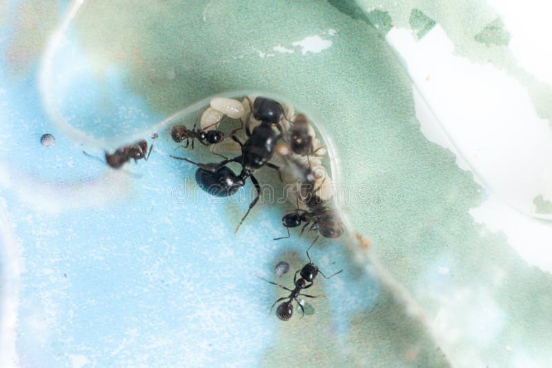 Ant Queen and Worker Ants Reaper, Ant Eggs in an Acrylic Ant Farm ...