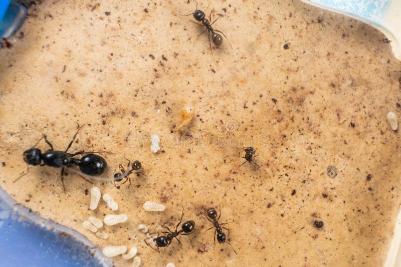 Ant Queen and Worker Ants Reaper, Ant Eggs on a Plaster Platform of an ...