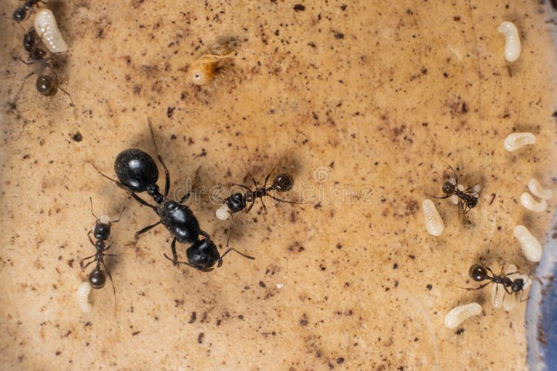 Ant Queen and Worker Ants Reaper, Ant Eggs on a Plaster Platform of an ...