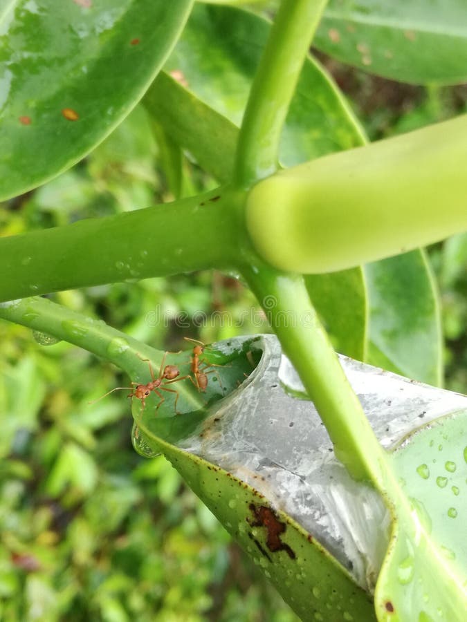 Ant Still Working Stock Photos - Free & Royalty-Free Stock Photos from ...