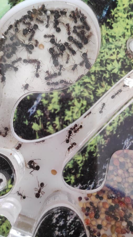 Ant reapers stock footage. Video of formicary, ebeninus - 282184704