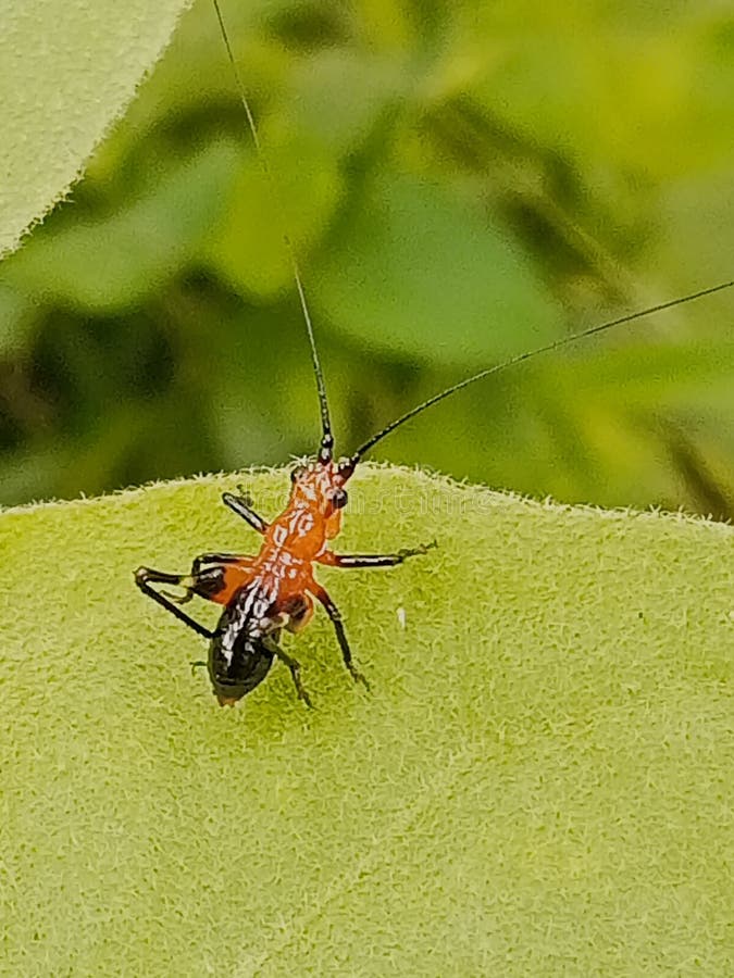 Ant red and black stock image. Image of invertebrate - 273785159