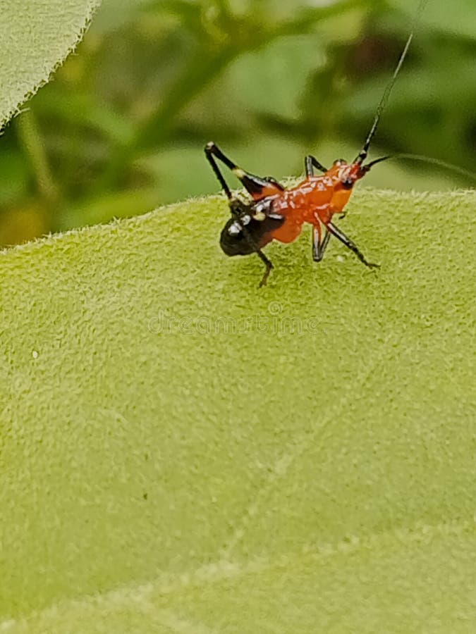 Ant red and black colour stock image. Image of flower - 273785141