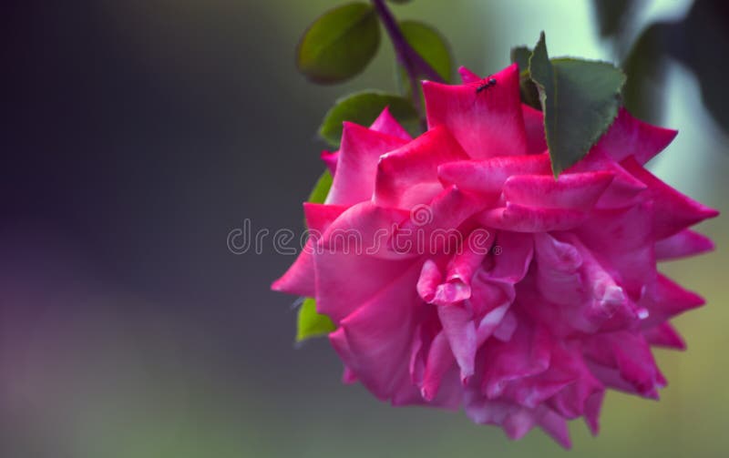 An Ant on the Red Petal of a Big Rose. Stock Image - Image of june ...
