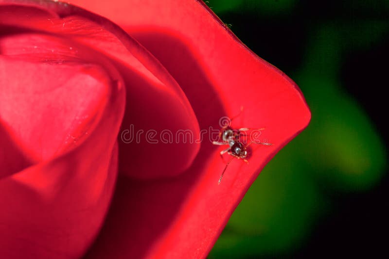 Ant on a red rose stock photo. Image of vivid, spring - 49901992