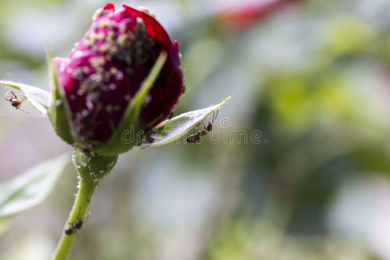 Ant on the Red Roses Leaf, Macro Close Up Stock Photo - Image of ...
