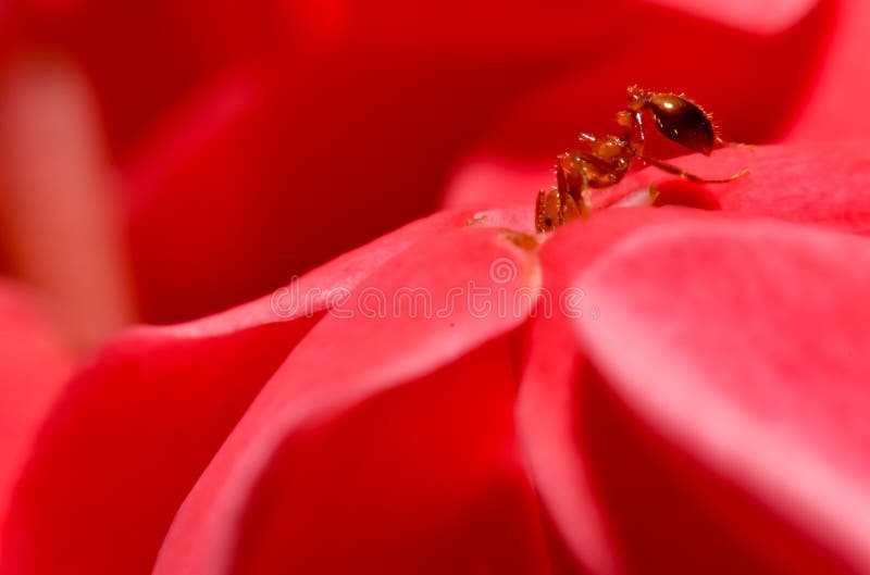 Ant is on Red Spike Flower. Stock Image - Image of animal, flower ...