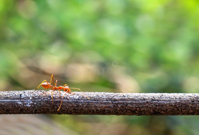 Ant, Red Ant Walking on the Branch Bridge Horizontal Stock Photo ...