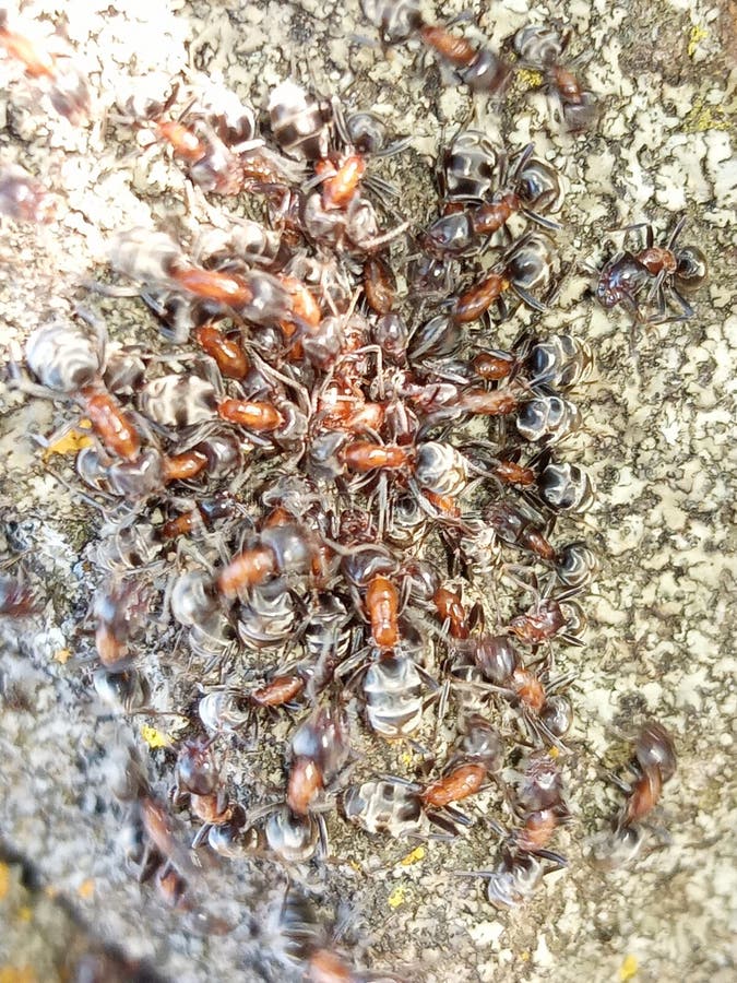 Ant Road of Ants Wars on Oak Bark Stock Image - Image of bulgaria ...