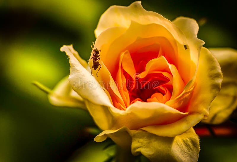 Ant on a rose stock image. Image of animals, ants, garden - 36700269