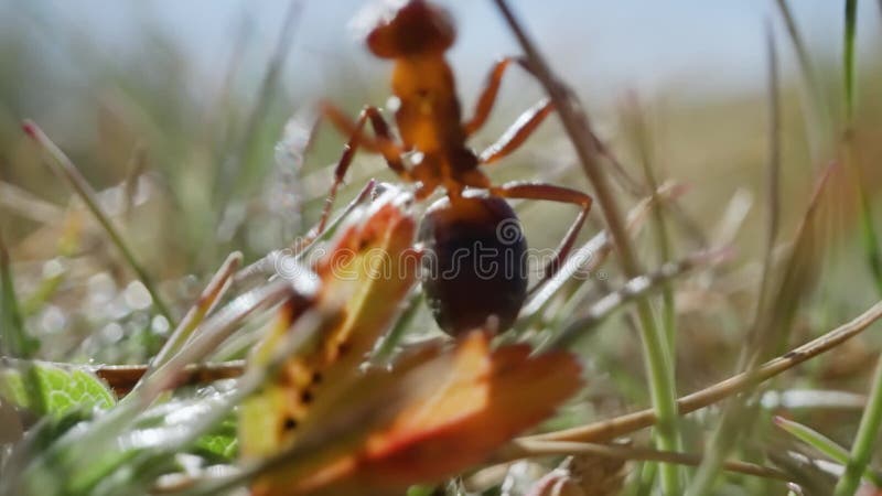 Ant Runs Quickly through Grass Stock Video - Video of ants, animalia ...
