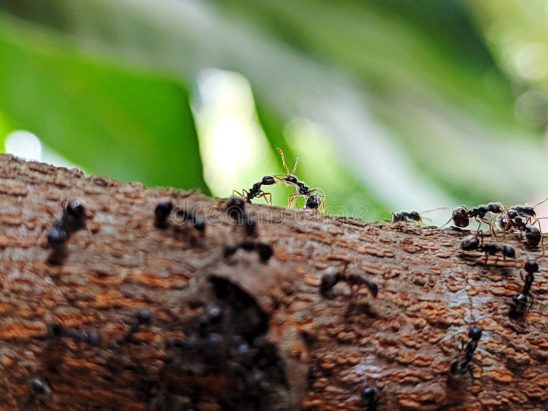 An Ant& X27;s Conversation on a Tree Stock Photo - Image of ants, tree ...